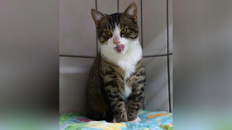 Doppelter Katzenalarm im Tierheim Gotha: Wo sind die Besitzer dieser ...