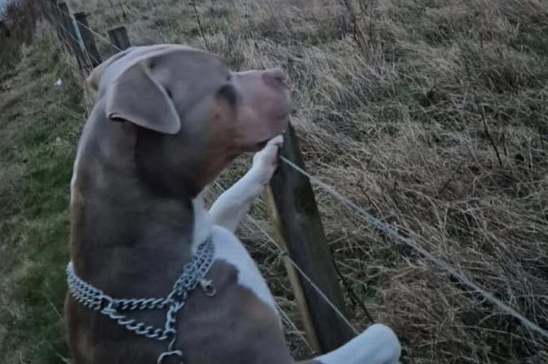 Edinburgh woman facing huge vet bills after beloved pet's freak ...