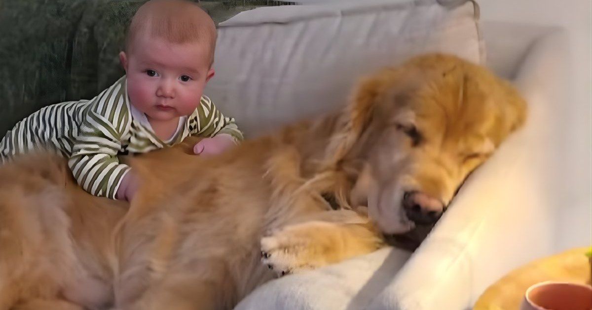 Golden retriever & little baby cuddle together in cutest video online