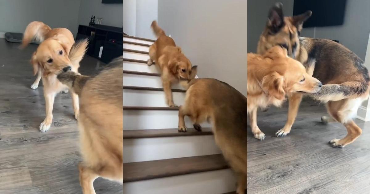 Video: Golden retriever won't let go of German shepherd's tail