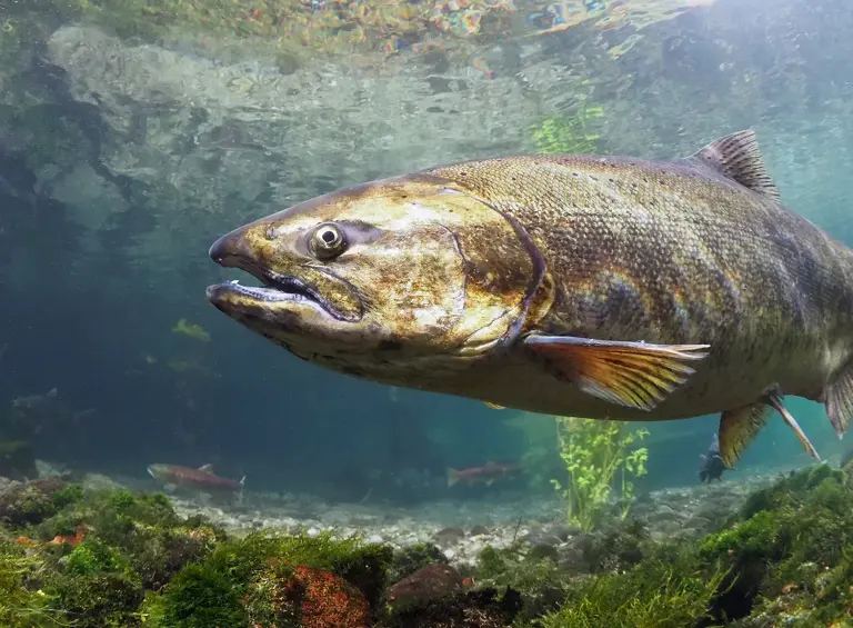After a century away, Chinook salmon make a historic return to California
