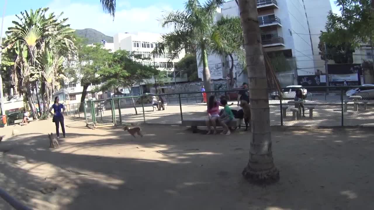 Capturei um Dragonite com ajuda do meu Pokedog! - Pokémon GO!