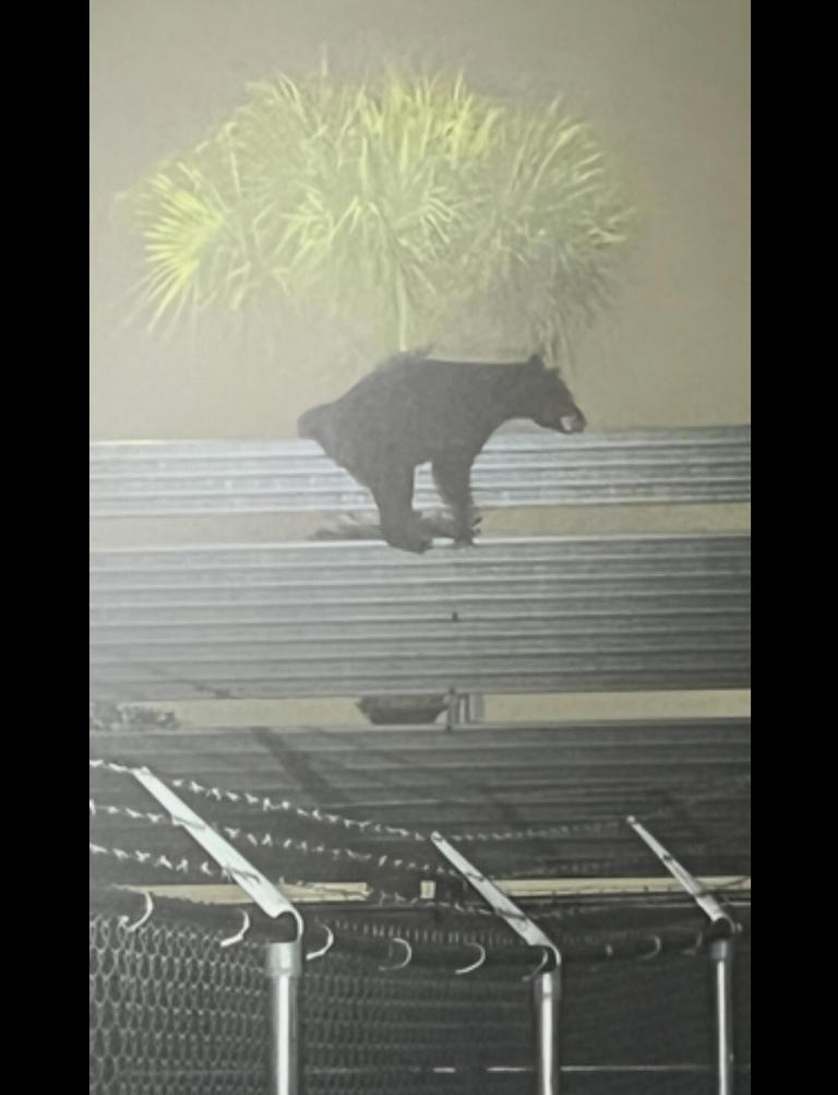 A foggy bear adventure in Okaloosa County, Florida