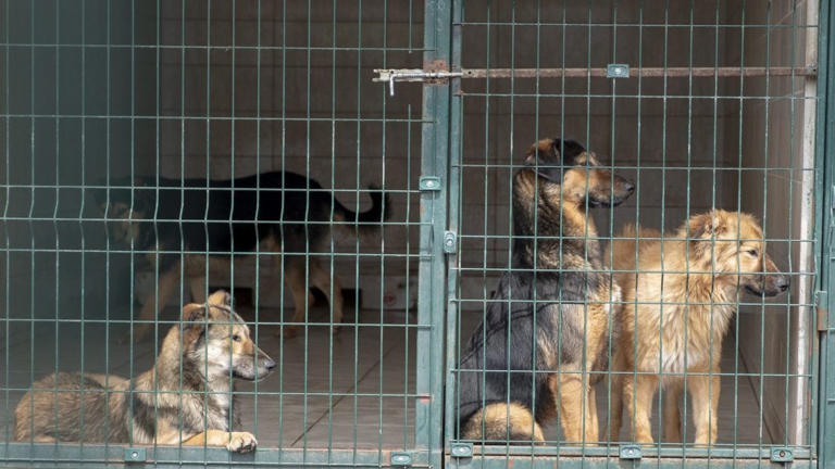 Quando l’indicazione sbagliata della razza negli appelli ferma le ...