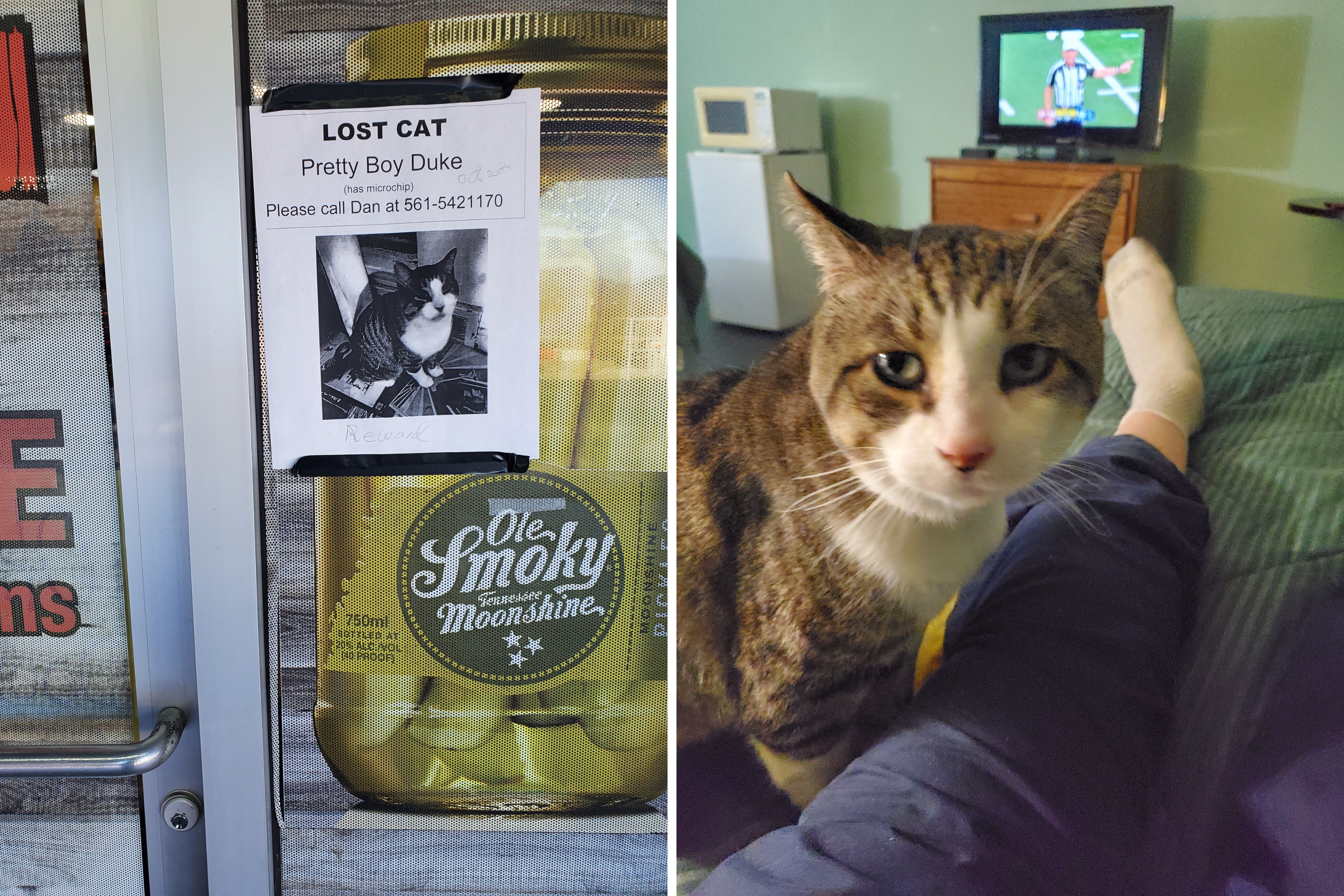 Cat goes missing on road trip—weeks later, owner gets a call