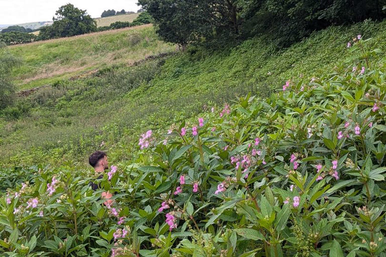 Triumphs and challenges of 2025 for Yorkshire’s wildlife
