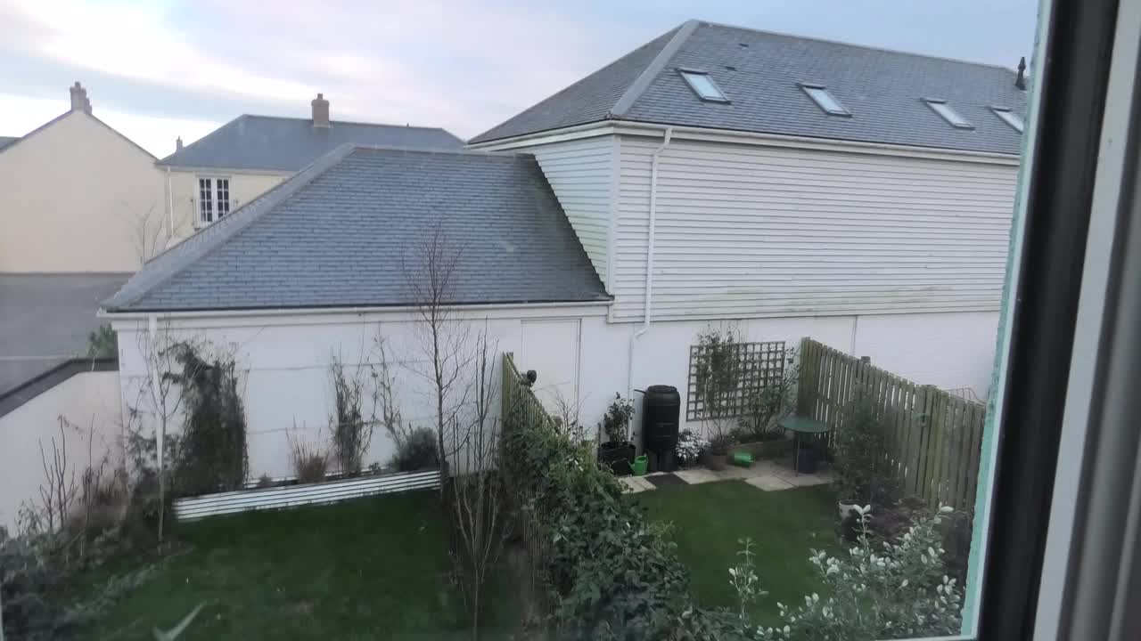 Backyard drama: Sparrowhawk's meal interrupted by bold magpie