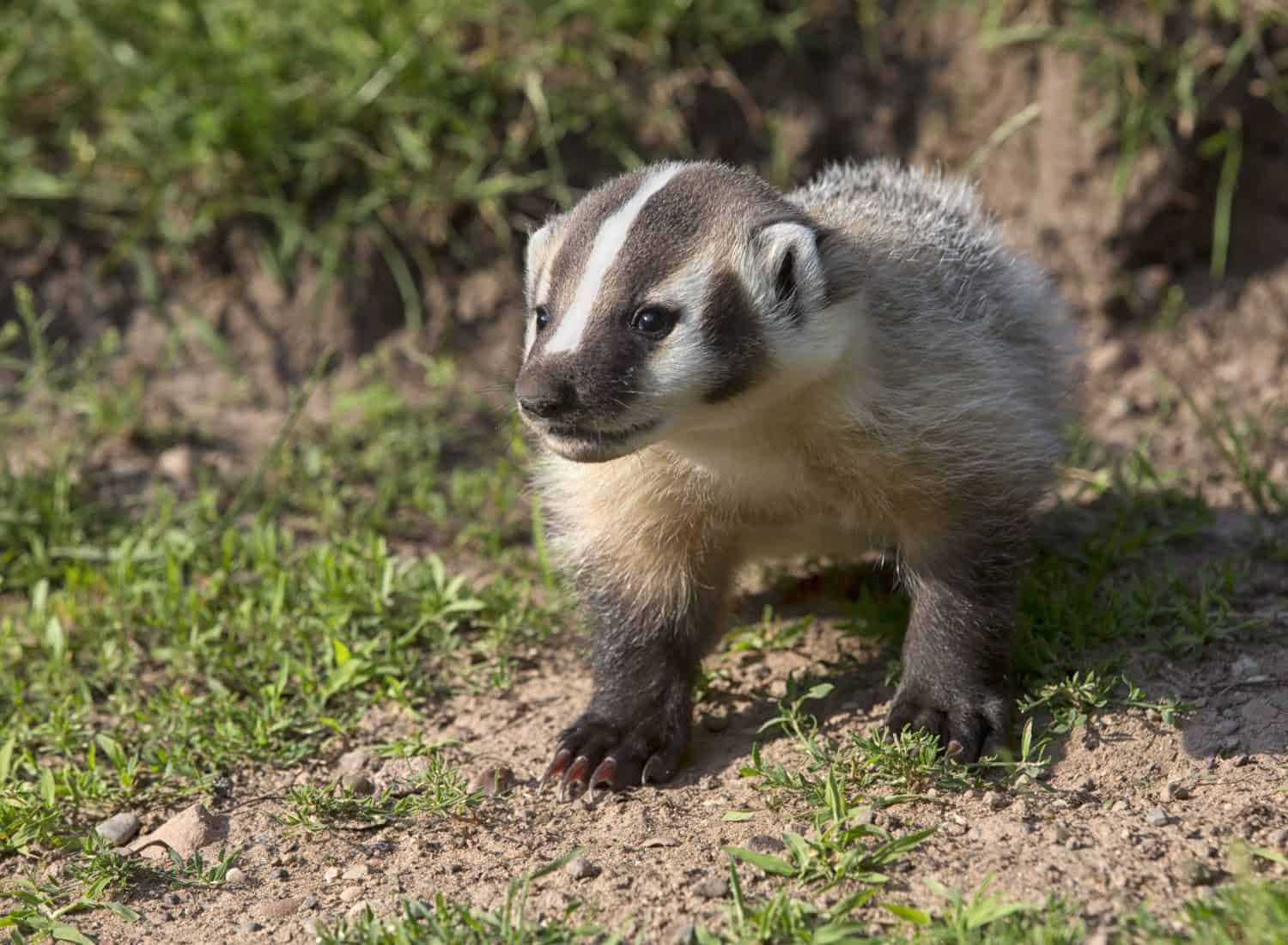 Wisconsin’s state animal explained: The story of the badger