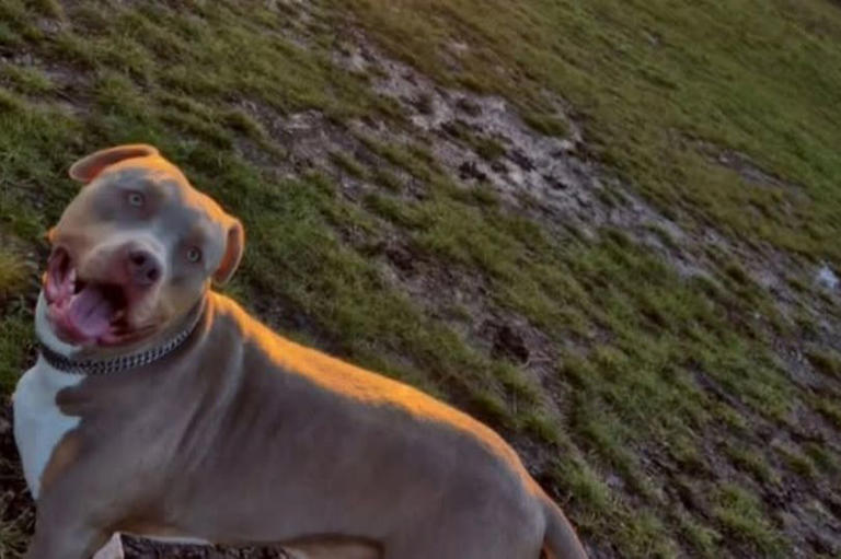 Edinburgh woman facing huge vet bills after beloved pet's freak ...