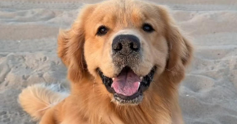 Video shows golden retriever bringing smiles wherever he goes