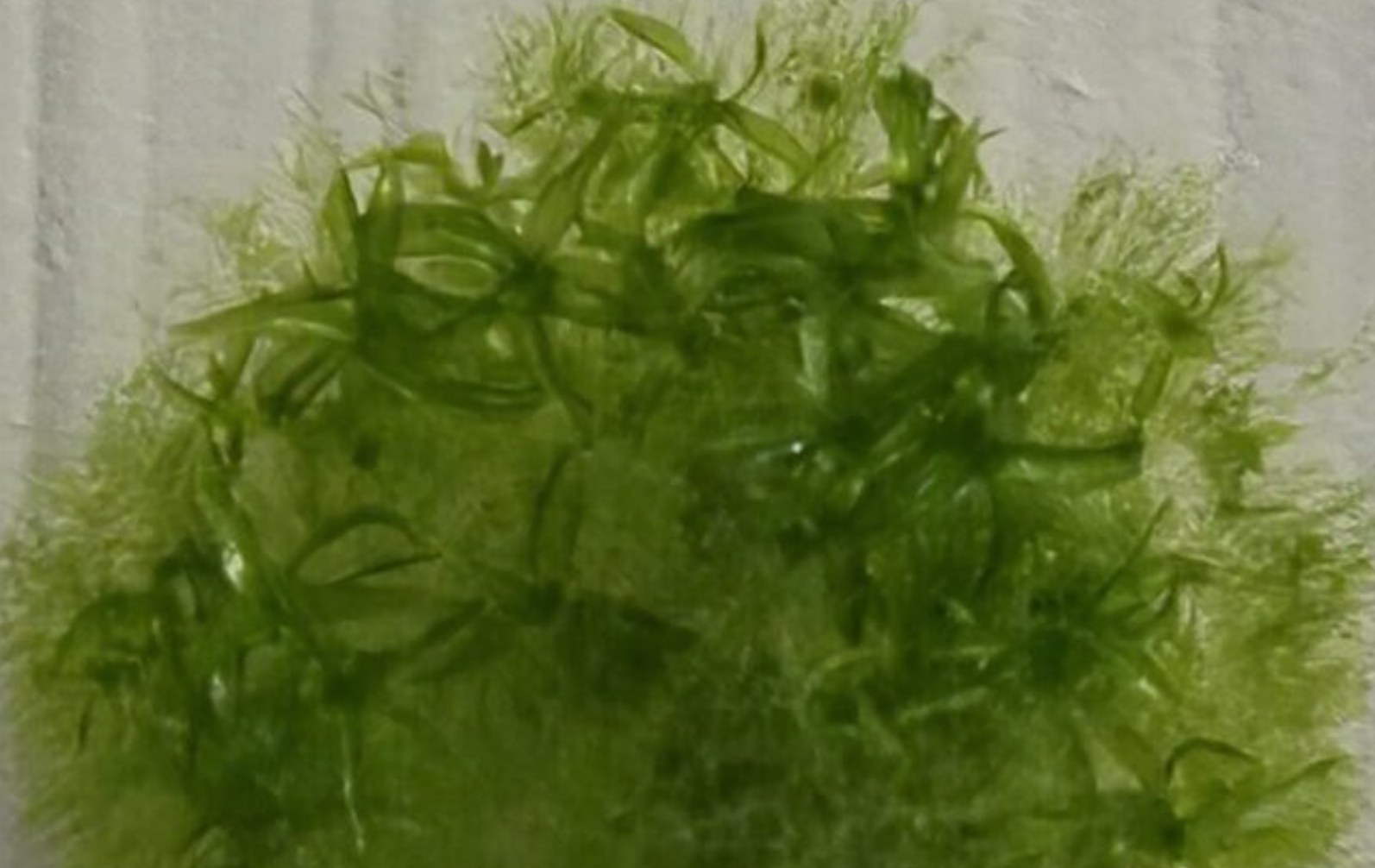 Mech pionierem kosmicznym. Ziemska roślina z potencjałem terraformacyjnym