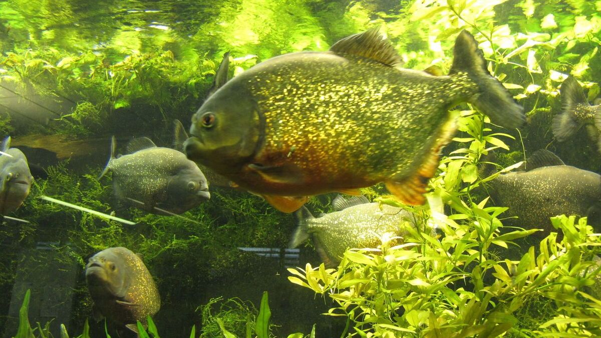 Une petite fille de 2 ans tuée par une attaque de piranhas après être ...