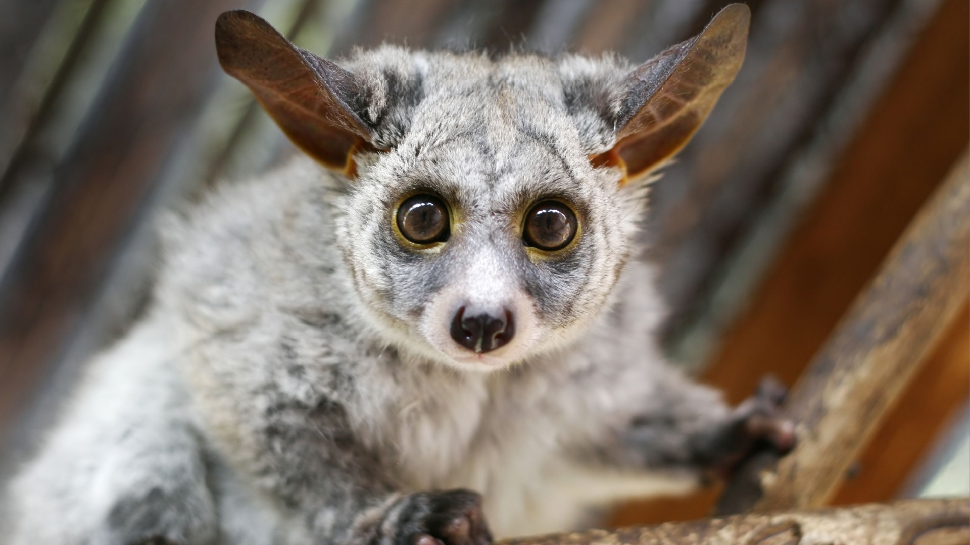 7 adorable animals with big eyes and round faces that will melt your heart