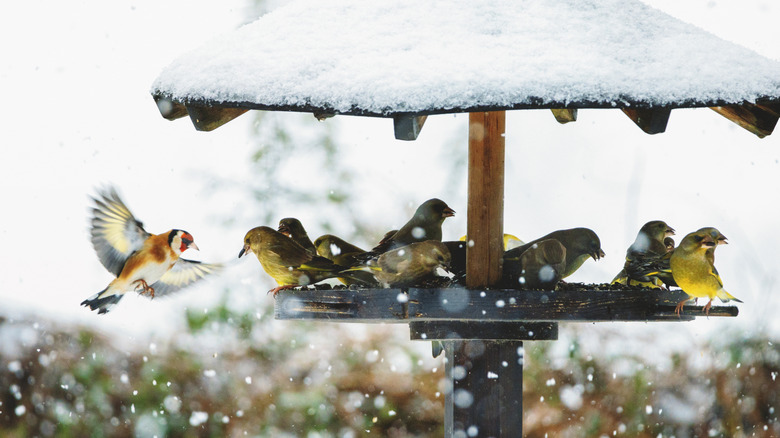 How to keep your bird feeder safe during the harsh winter months