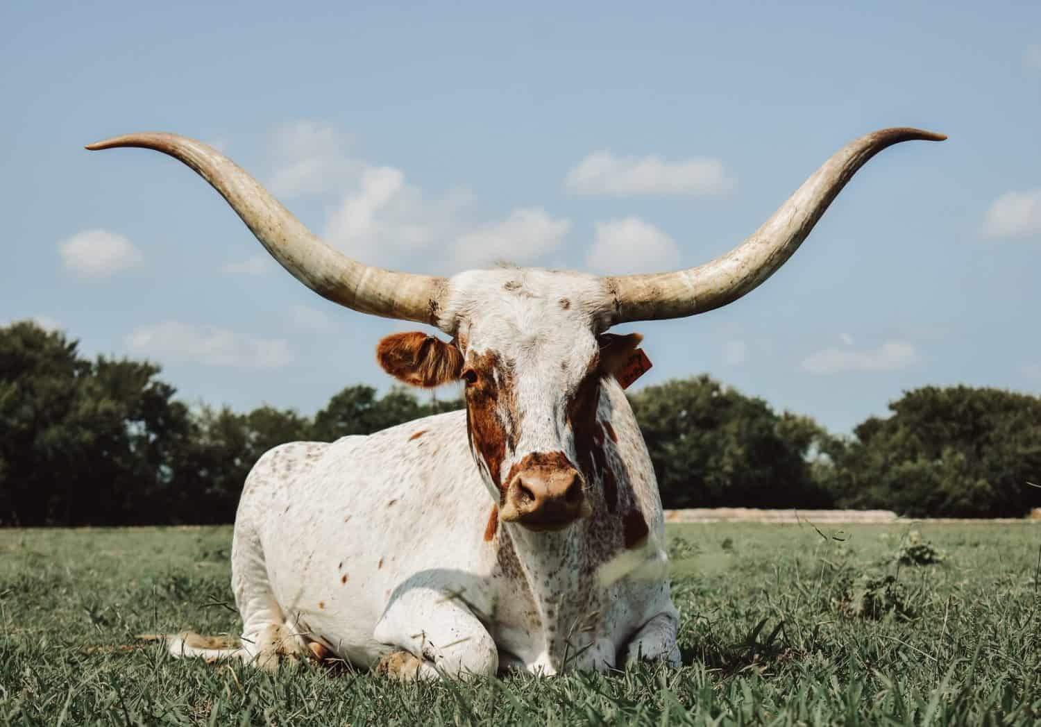 The Texas Longhorn story, from frontier cattle to state icon