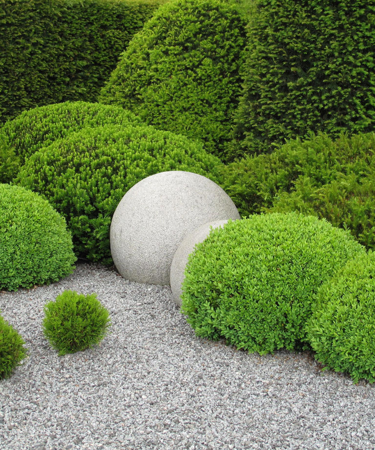 Discover 7 Fast-Growing Conifers Give You Low-Maintenance Privacy Fast