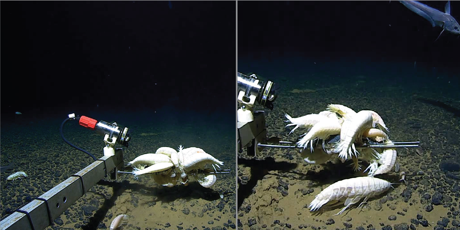 Deep-sea creatures Alicella gigantea widespread on ocean floor—scientists