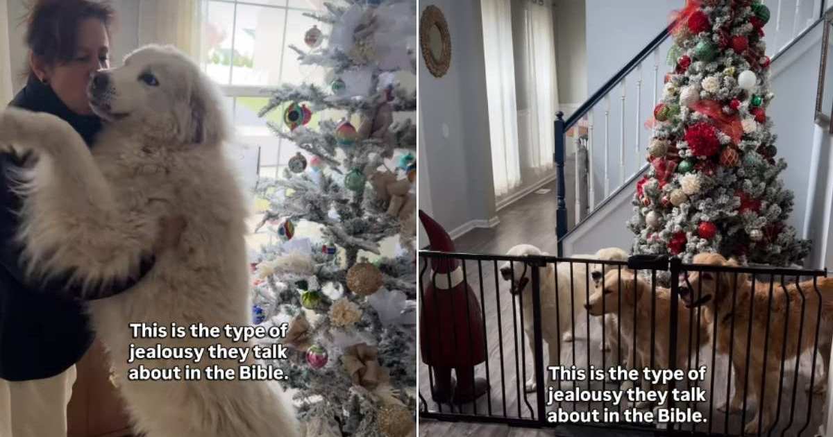 Golden retrievers are jealous of sibling getting grandma's kisses