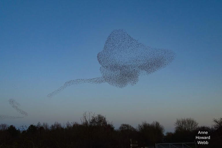 Triumphs and challenges of 2025 for Yorkshire’s wildlife