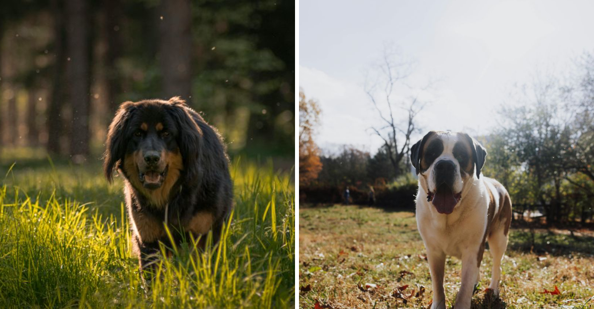 World’s 8 largest dogs revealed: Meet the gentle giants towering over ...