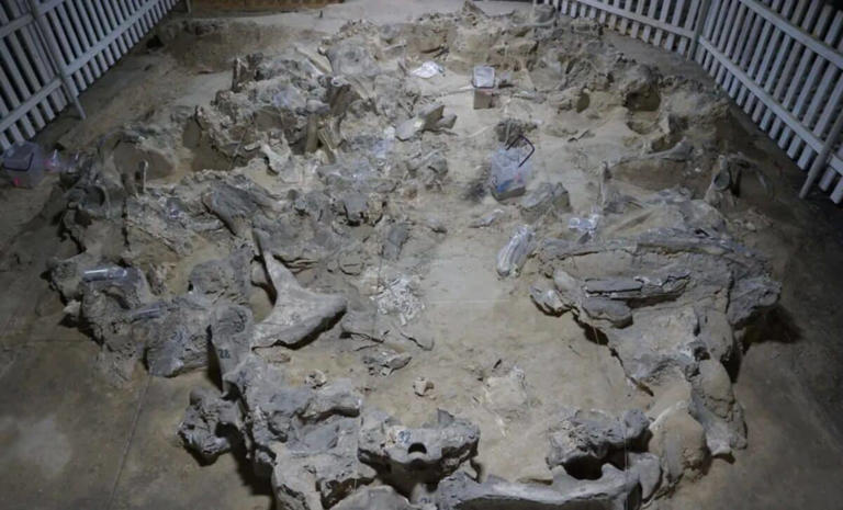 Ancient humans lived inside mammoth bone shelters for 400 years, here’s ...