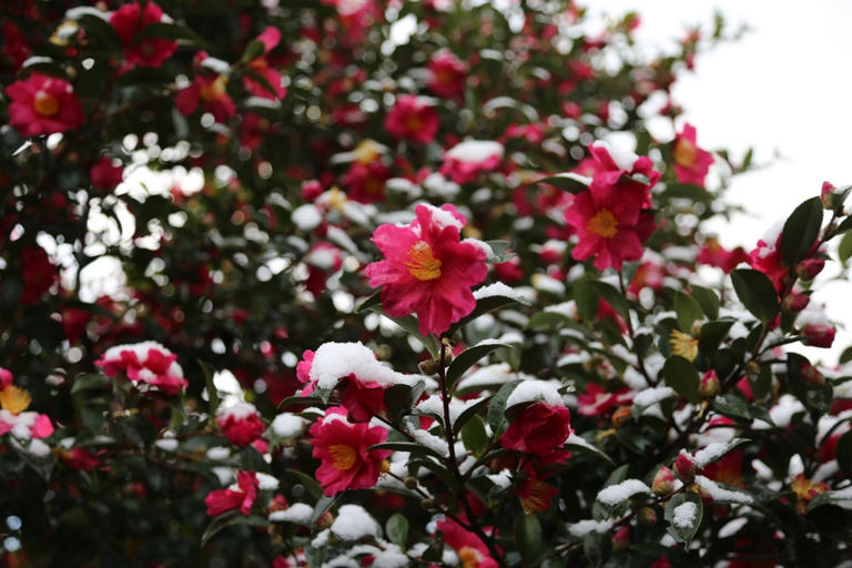 Est-ce que le camélia craint le froid ? Voici jusqu’à quelle ...
