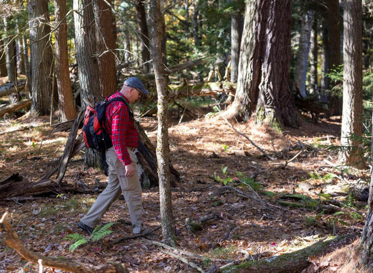 Rediscovering old growth in the Adirondacks' Ampersand woods