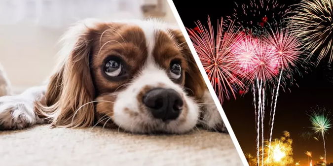 Silvester-Gefahr für Haustiere: Warum Geruchsproben jetzt wichtig sind