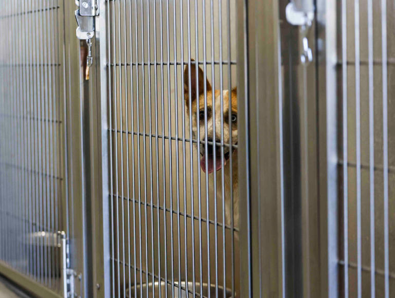 Texas Humane Legislation Network has pushed to improve animal welfare ...
