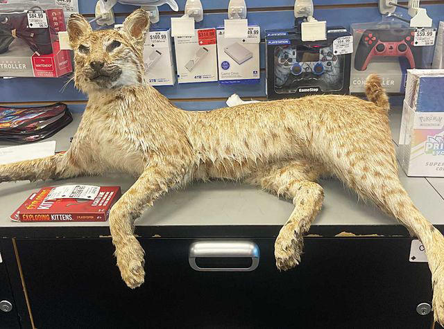 Customers bring 'full creepy doll collection,' taxidermy bobcat, a ball ...