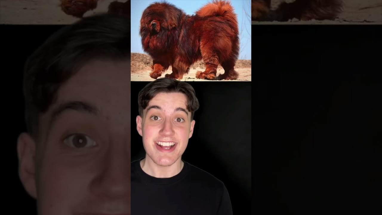 The most expensive pets ever purchased around the world