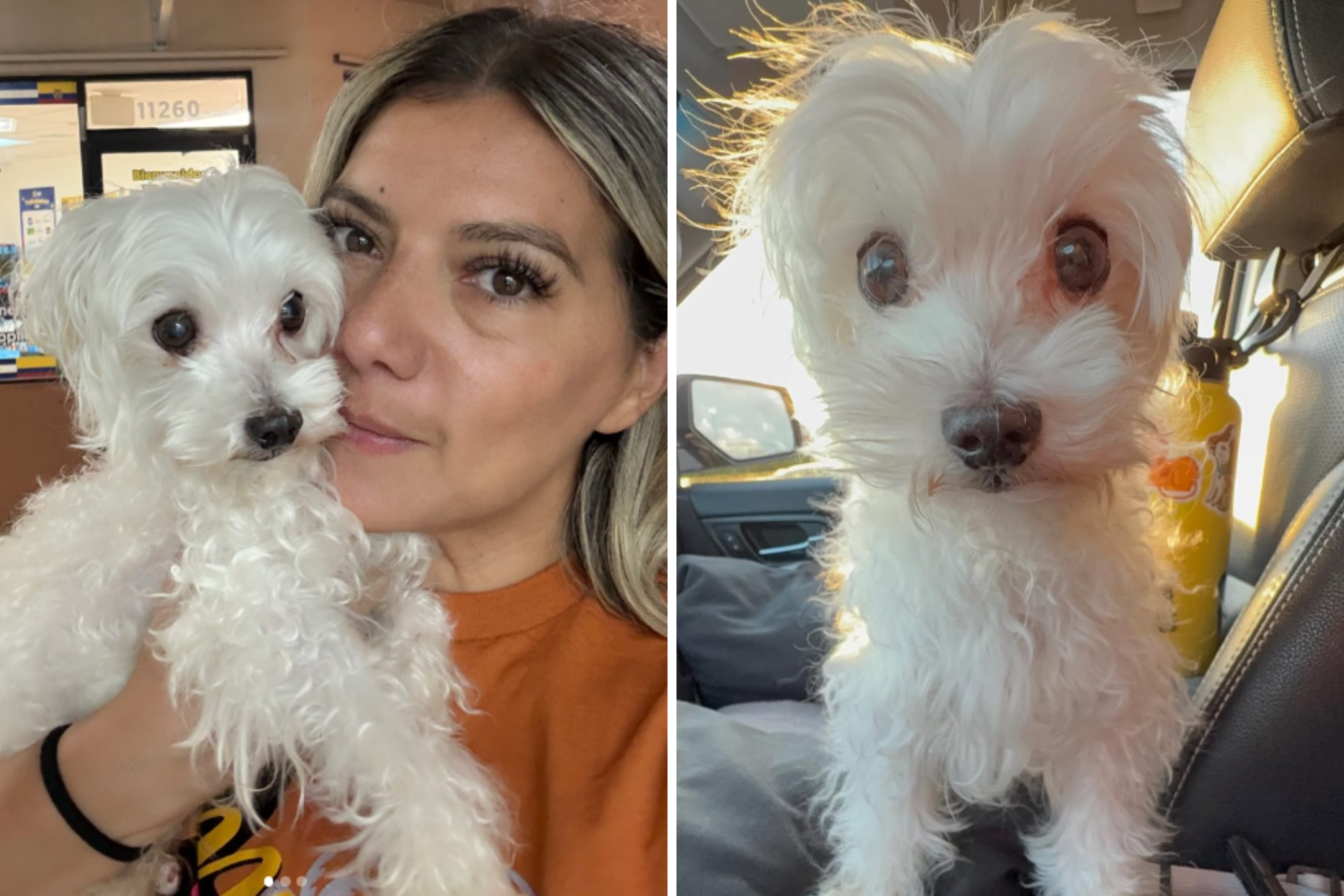 Woman overhears owner trying to surrender dog—then learns horrifying truth