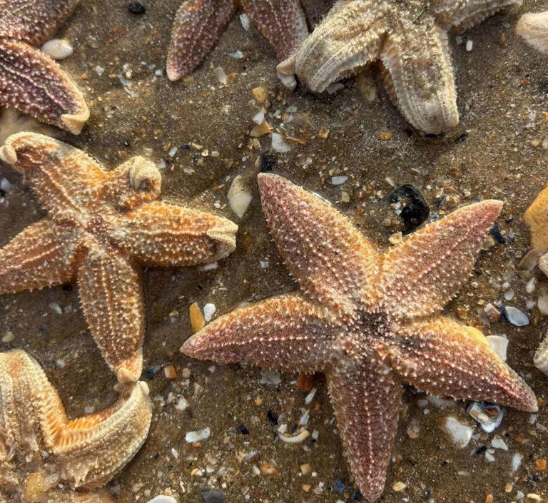 Thousands of dead starfish and mussels wash up on Westbrook Bay and ...