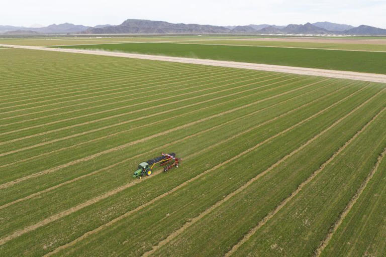 Where a Saudi company pumps desert groundwater, Arizona considers ...