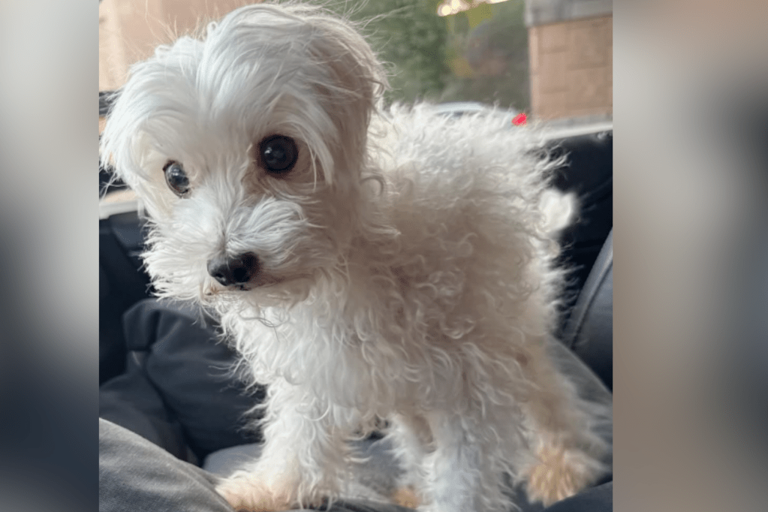 Woman overhears owner trying to surrender dog—then learns horrifying truth