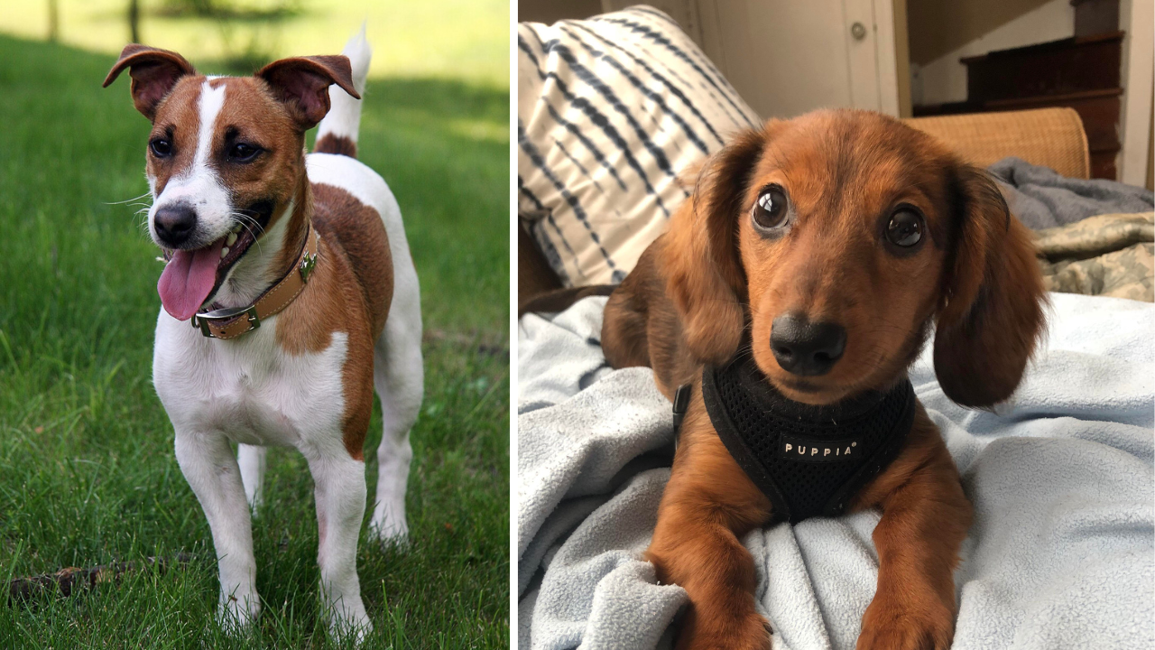 30 adorably unique dog names that stand out