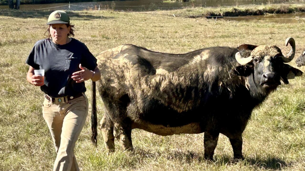 Water buffalo farm offers sustainable agriculture north of St. Francisville