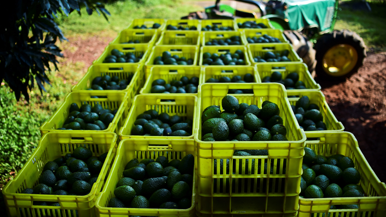 Florida man allegedly steals 400 pounds of avocados to buy Christmas ...