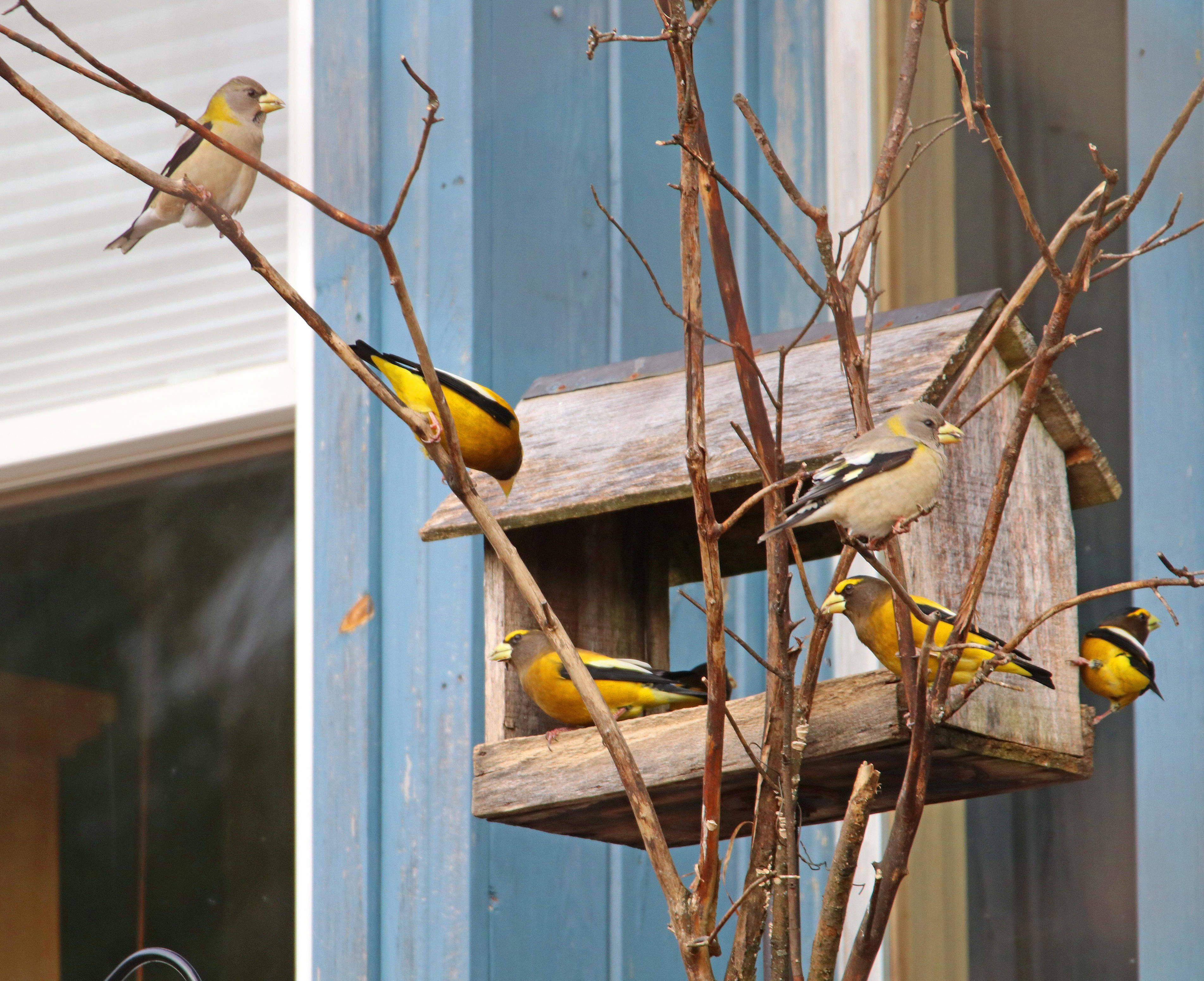 Afield: The evening grosbeak is in trouble. PA researcher hopes to find ...