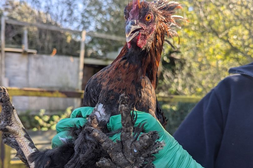 East Yorkshire man sentenced for animal welfare offences including ...