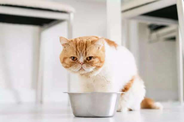 How to tell your cat is getting older and needs extra care