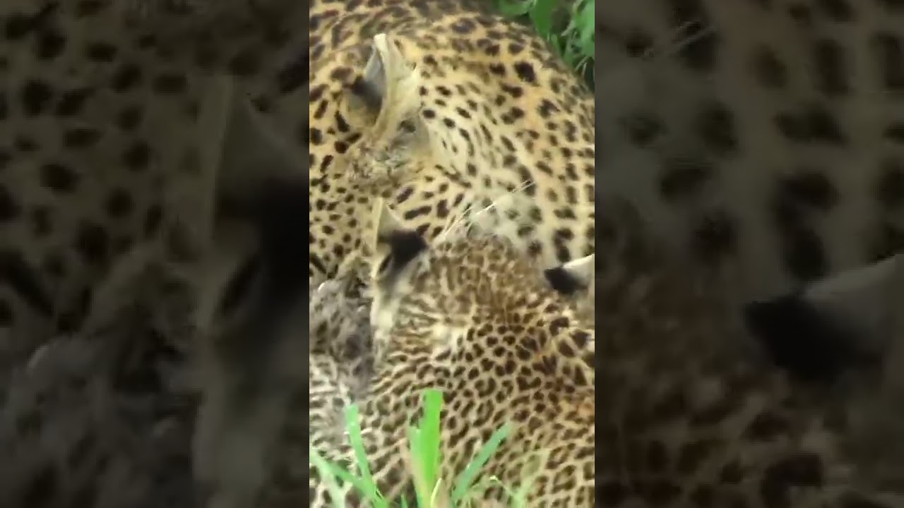 Feisty leopard cub explores wild territory with playful energy