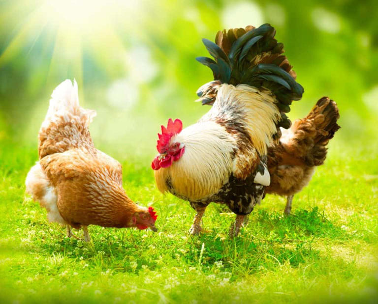 The pecking order: How chickens decide who’s boss