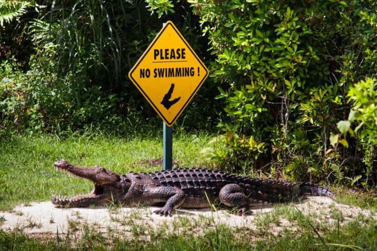 The saltwater crocodile’s stealth camouflage and ambush tactics