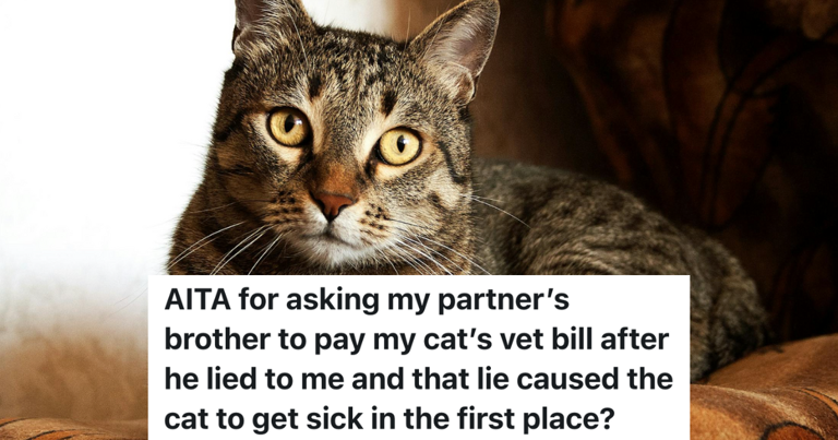 Her partner’s brother lied about changing the filter in the cat’s water ...