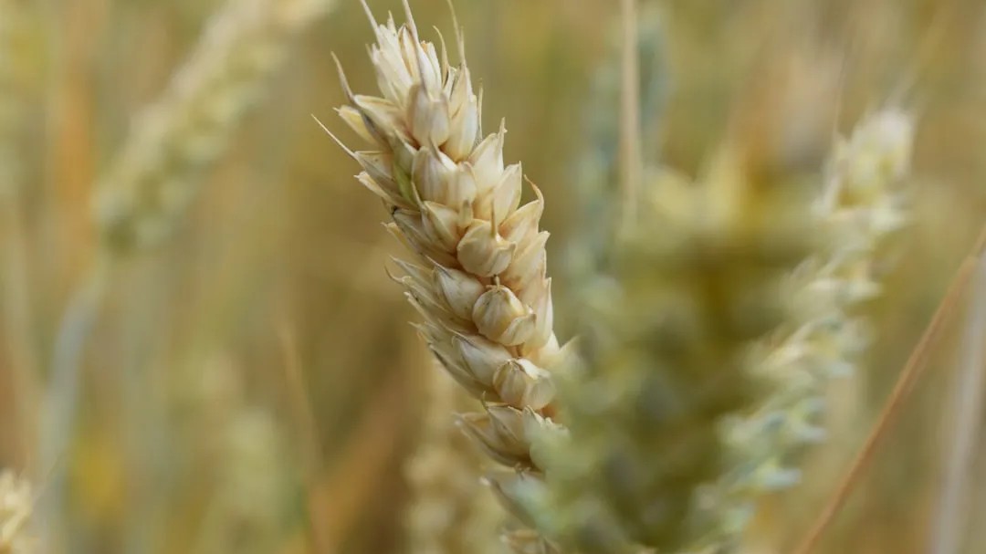 Why CO₂'s bad reputation may be overstated