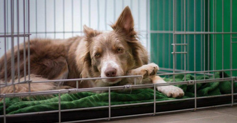 Dogs don't always seek comfort the same way – 11 patterns owners often miss