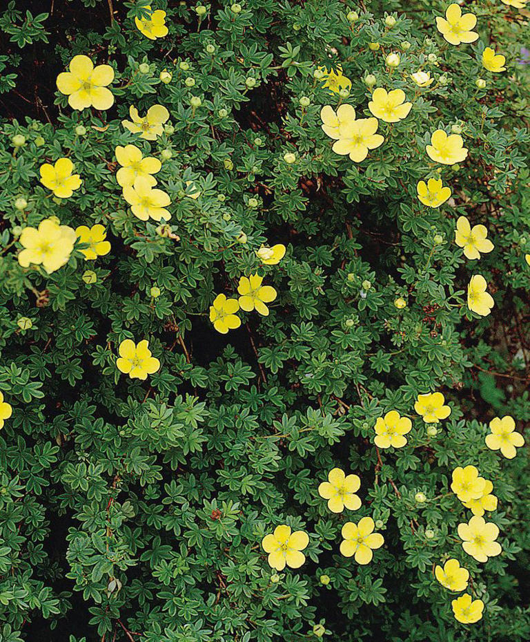 How to plant and grow rose of Sharon