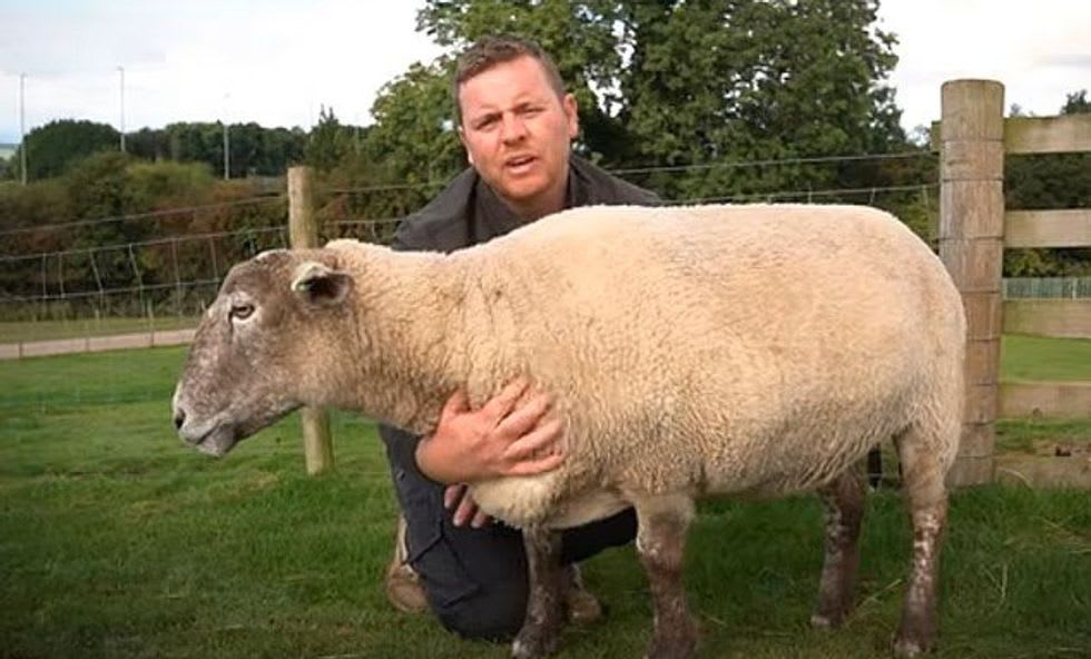 Britain's loneliest sheep pregnant with twins two years after being ...