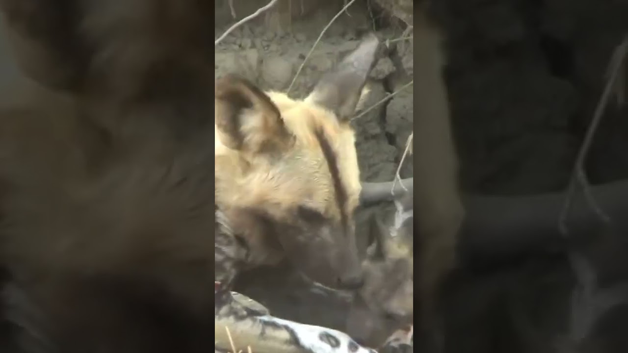 Painted wolves play and explore busy den in Mara